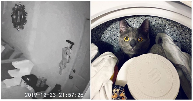 Glenn the cat missed his owner so much he was caught on camera meowing ...