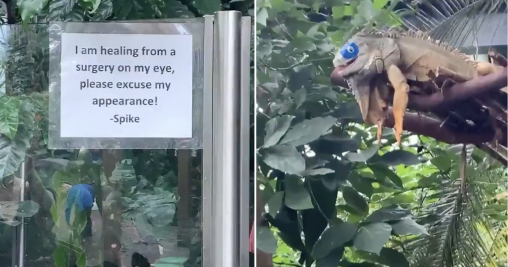 This lizard that's had eye surgery went viral because, well, have a ...