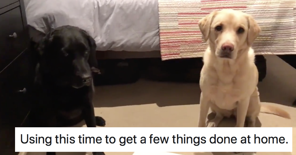 Andrew Cotter trying to do DIY with his dogs is a lovely watch - The Poke