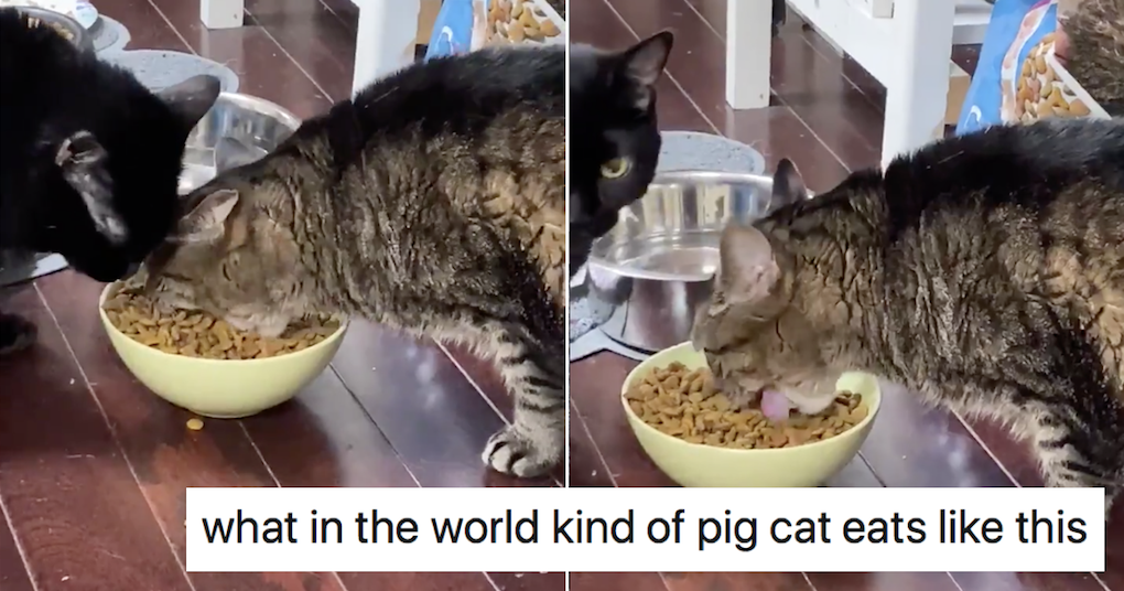 This cat takes a hilariously huge mouthful and the other cat's face is ...