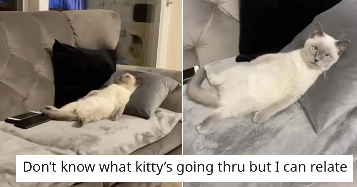 The video of this laid back cat went viral because it's how we all feel ...