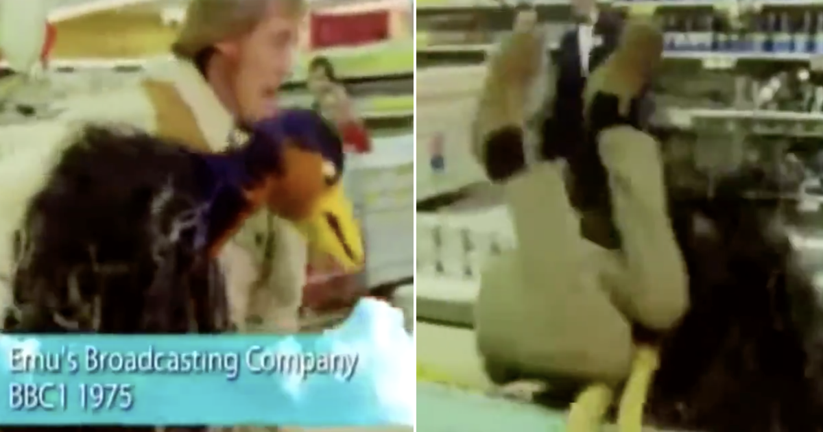 'Nothing will top the pure comedy genius of Emu pulling Rod Hull into a ...