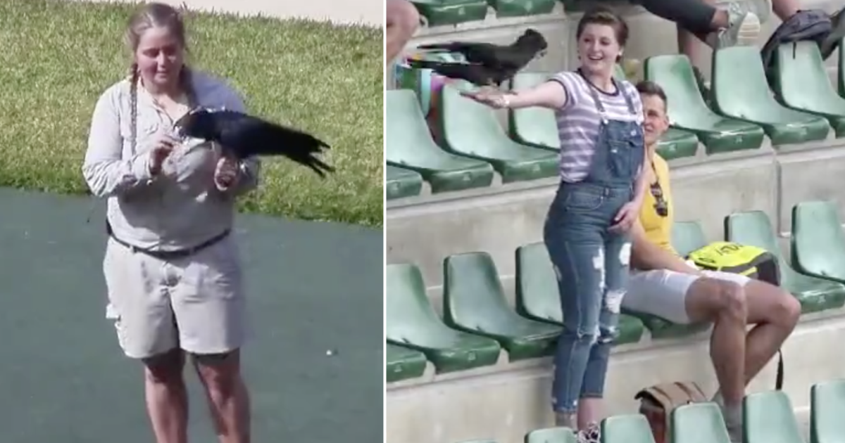 The unexpected twist in this zoo's bird show stunt is making everyone's ...