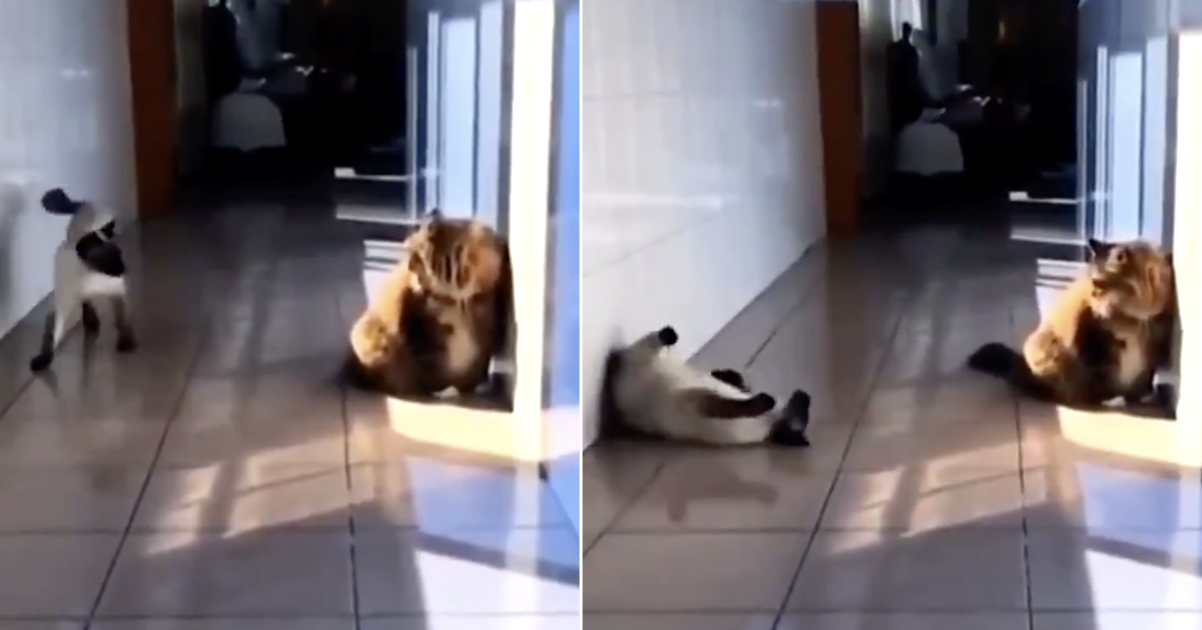 This cat's surprise attack is 100% sneak (and hilarious) - The Poke