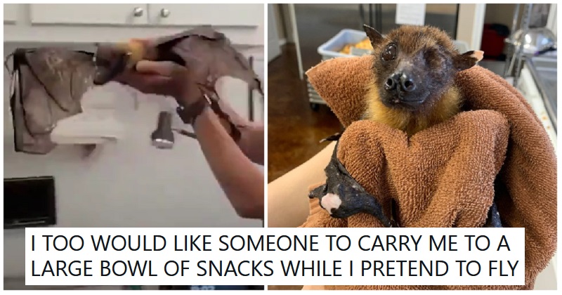 People love how Statler the elderly bat gets his daily exercise - The Poke