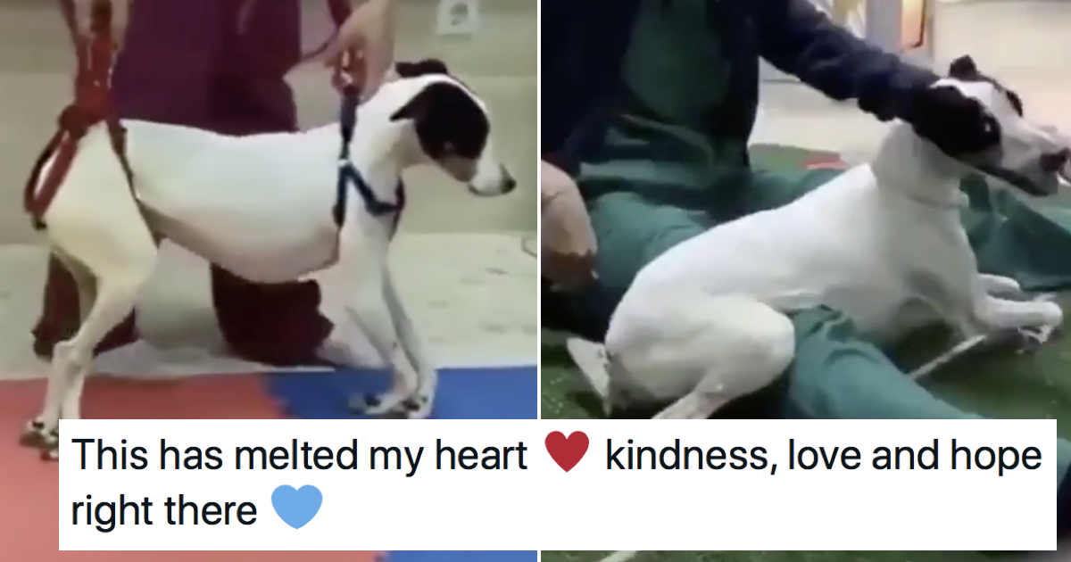 The video of this woman helping a dog walk again went viral because it ...