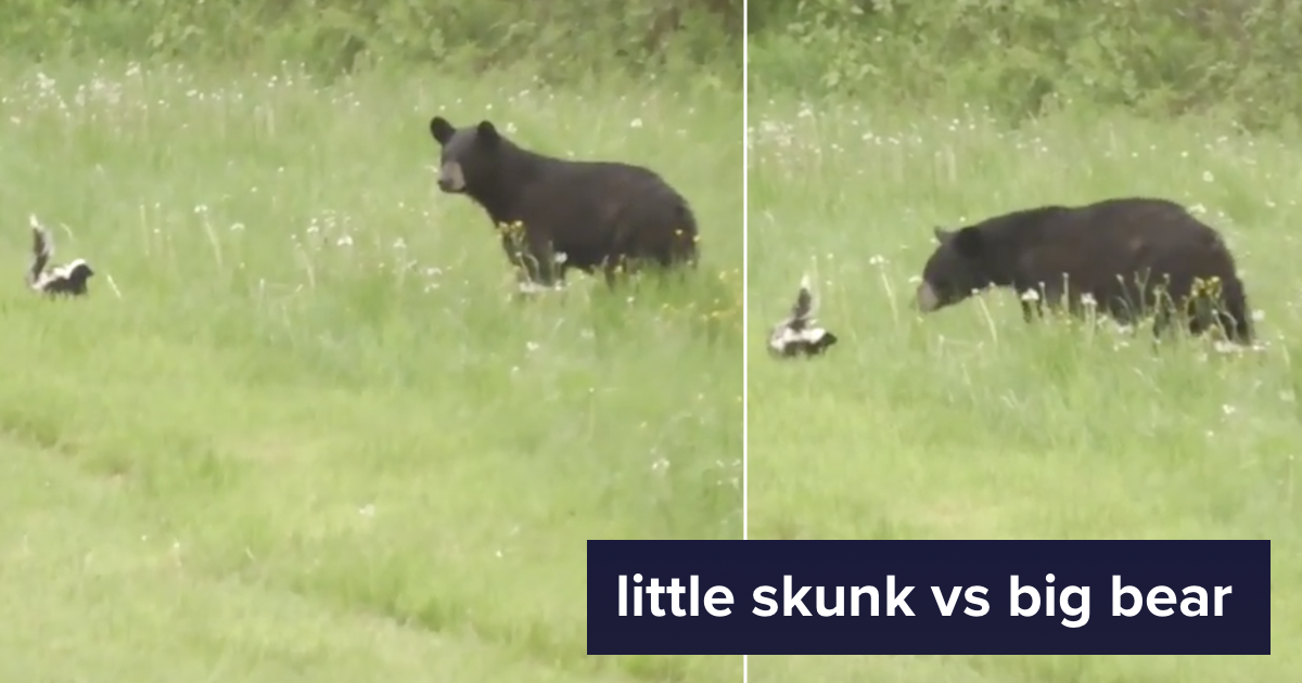 This bear found out the hard way why you don't mess with skunks - The Poke