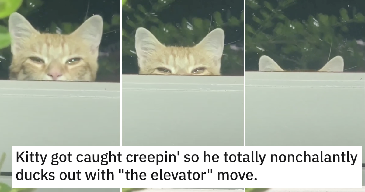 This cat's comedy 'elevator move' to avoid detection is hysterical and ...