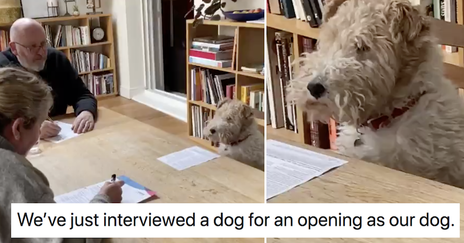 This 'dog interview' video went wildly viral because it's funny and ...