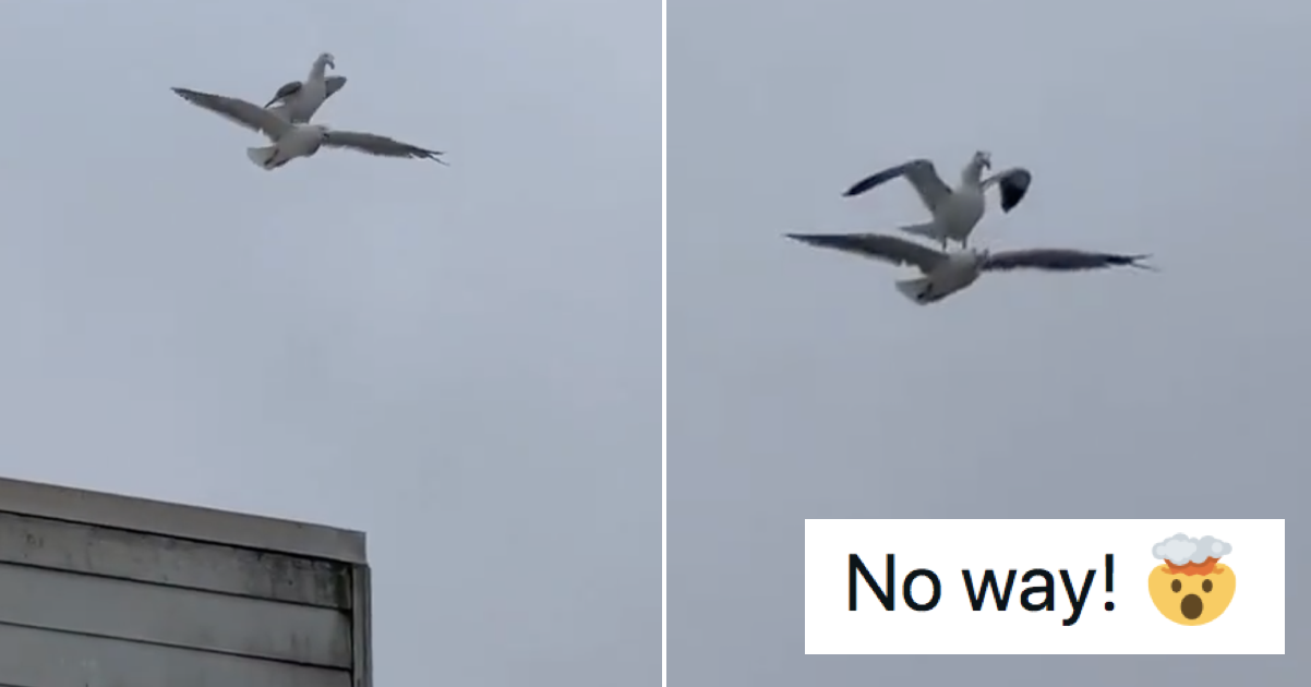 This video of a seagull riding on the back of another seagull went ...