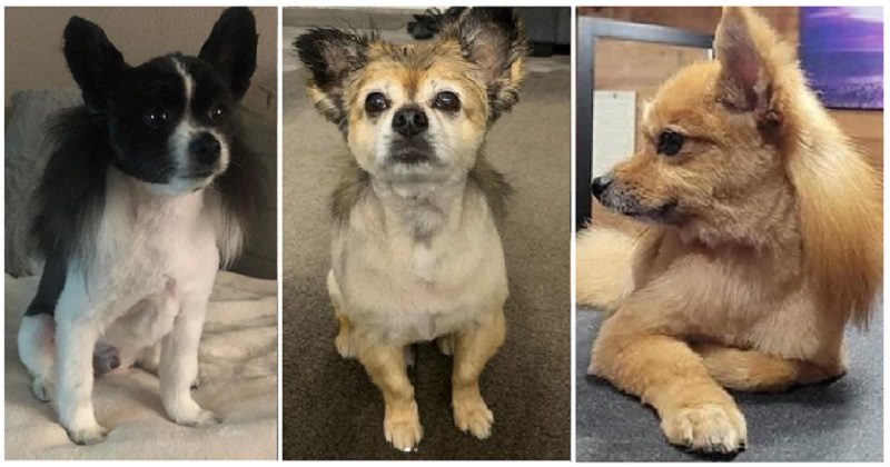 'Dogs with mullets' is both full-on 80s and peak 2021 - 14 of the best ...