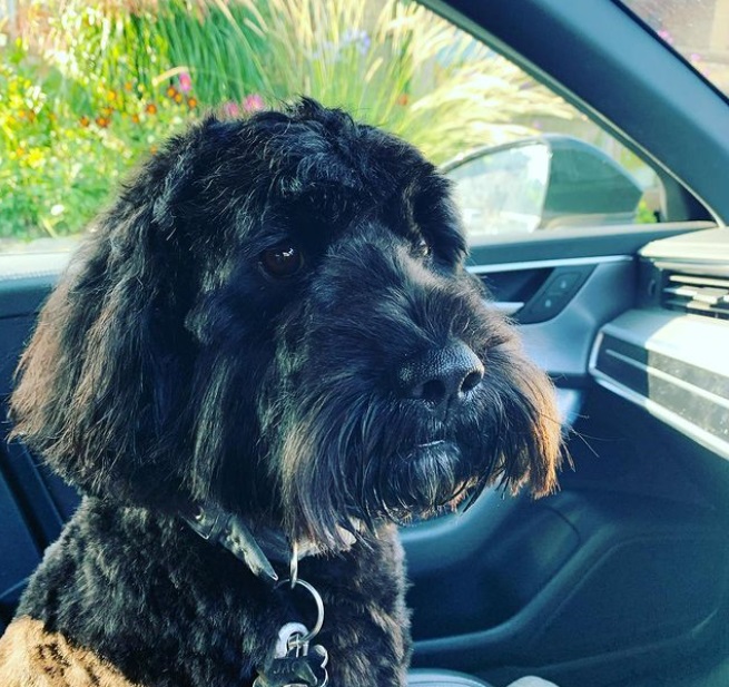 'Dogs with mullets' is both full-on 80s and peak 2021 - 14 of the best ...