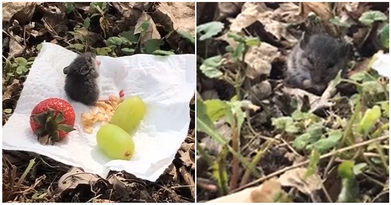 mouse - The Poke - The Poke