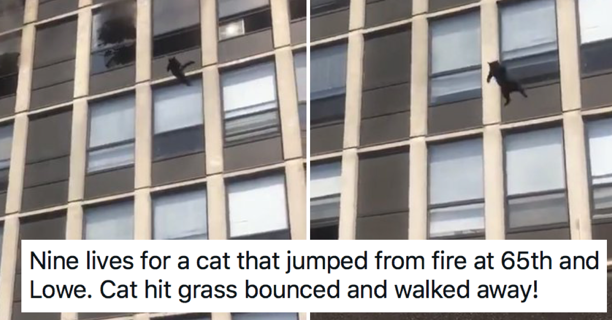 This cat's amazing jump from the 5th floor of a burning building had ...