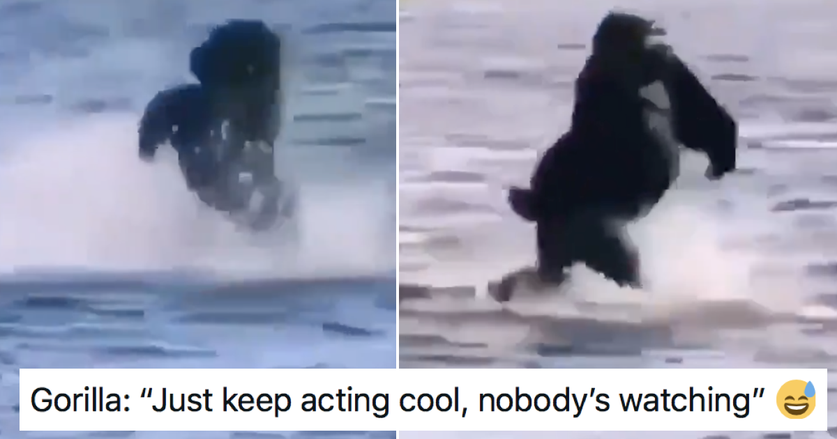This gorilla running into (and immediately out of) the cold water is ...