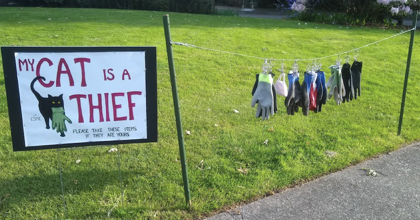 People are sharing stories of thieving cats after this fabulous photo ...