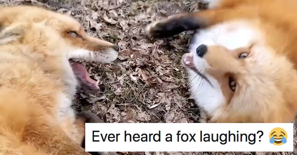 The video of these foxes laughing went wildly viral because, well ...