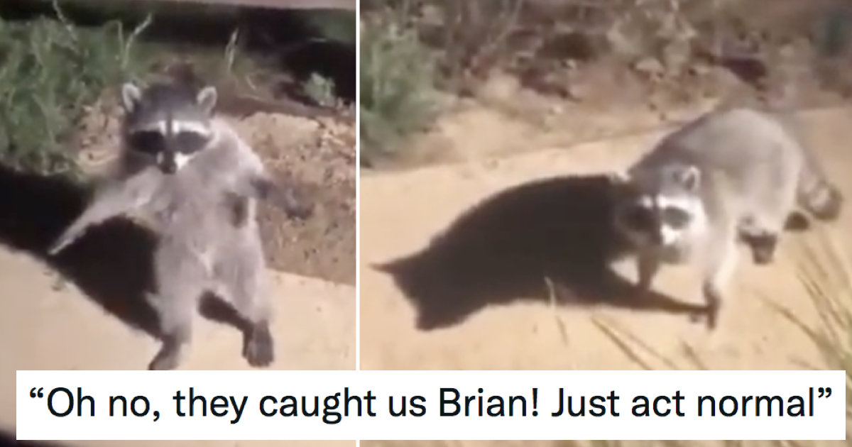 These raccoons hilariously caught in the act have just gone viral all ...