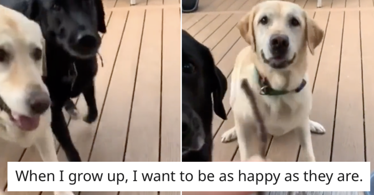 These dogs are so hilariously proud of this tiny stick it went wildly ...