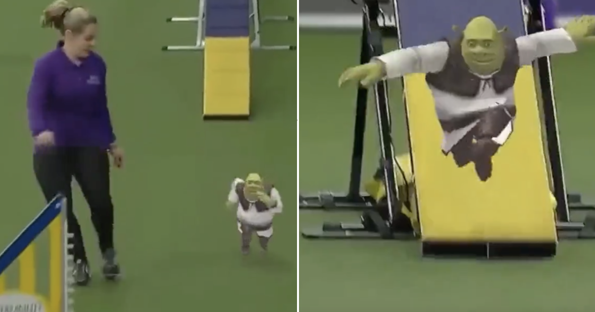 This 'Tiny Shrek' dog agility round has just gone viral all over again ...