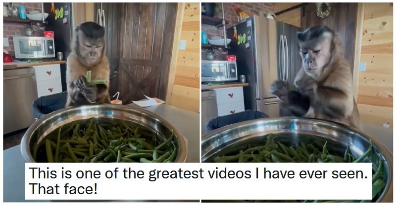 There's something really satisfying about how this monkey preps green ...