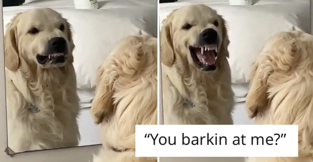 This dog practising his angry faces in the mirror is simply pawesome ...