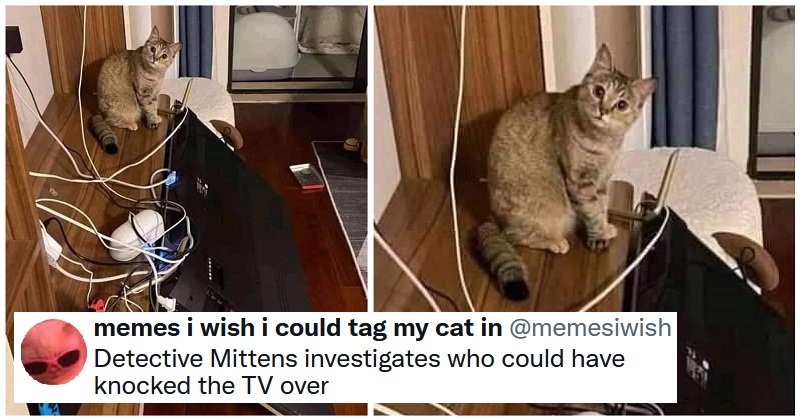 Our top 15 favourite 'memes I wish I could tag my cat in' - The Poke