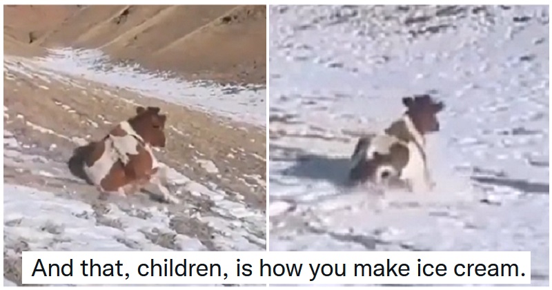 Nothing to see here - just a cow sliding down a snowy hill - The Poke