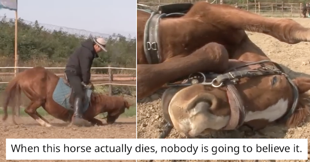 People love this horse that plays dead whenever anyone tries to ride it ...