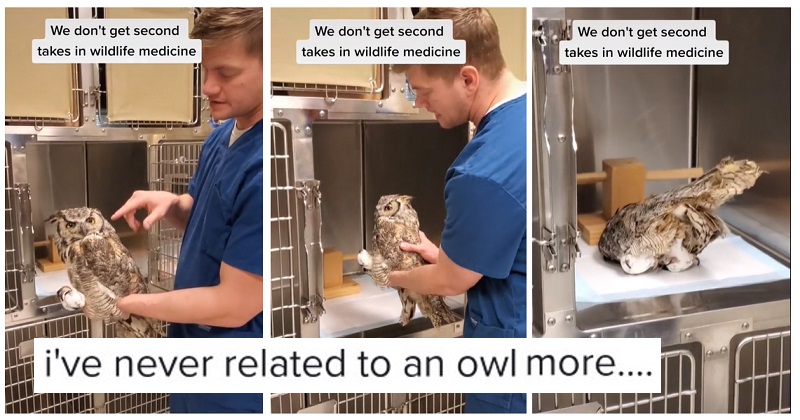 An owl falling foul of its anaesthetic is the viral timeline cleanser ...