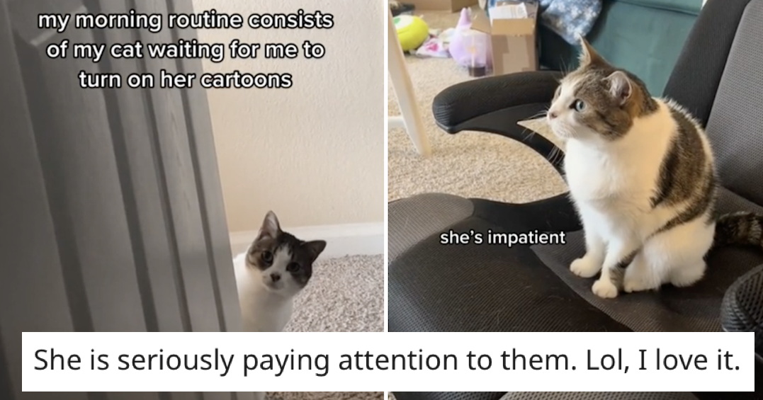 Impatient Cat Meme