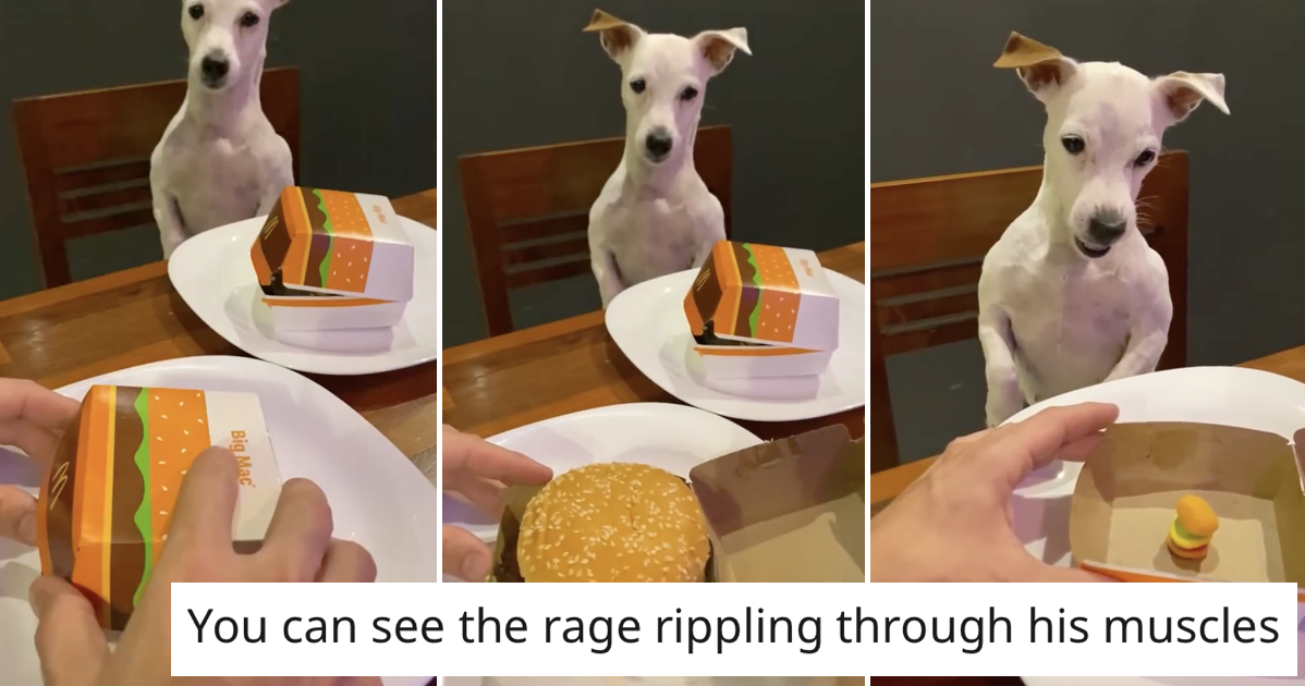 This dog's furious reaction to their very small burger is simply ...