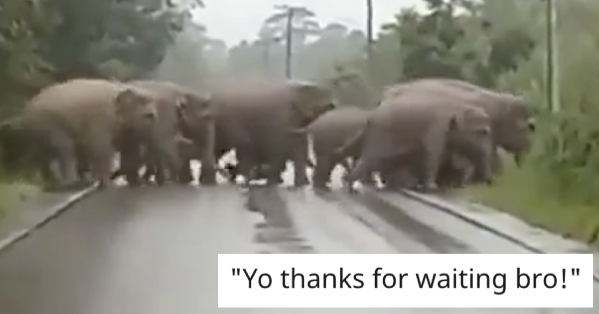 The final elephant waving goodbye is the perfect payoff to this amazing ...