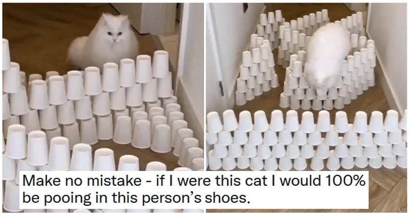 Probably the best viral kitty obstacle challenge you'll see this week ...