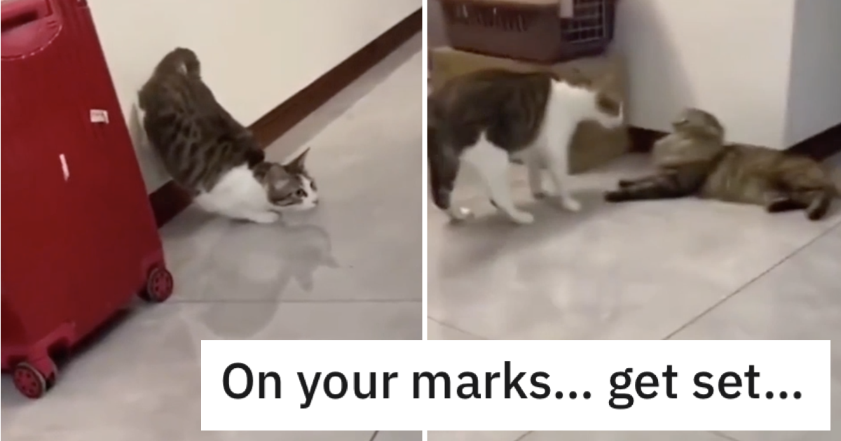 The unexpected payoff to this rocket-propelled cat video is 10/10 - The ...