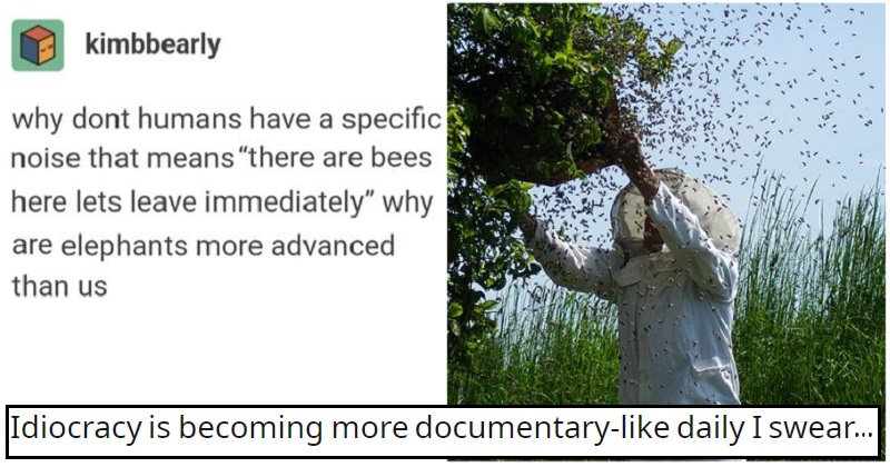 This lament for a 'bees approaching' warning system got the response it ...