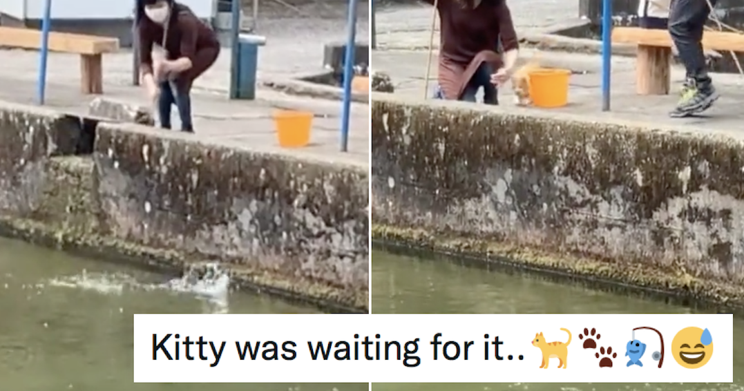 10 funny videos that went viral on Twitter this week - The Poke