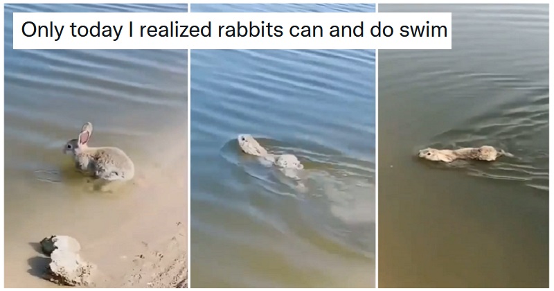 Weird Fact of the Day - some rabbits can swim! - The Poke