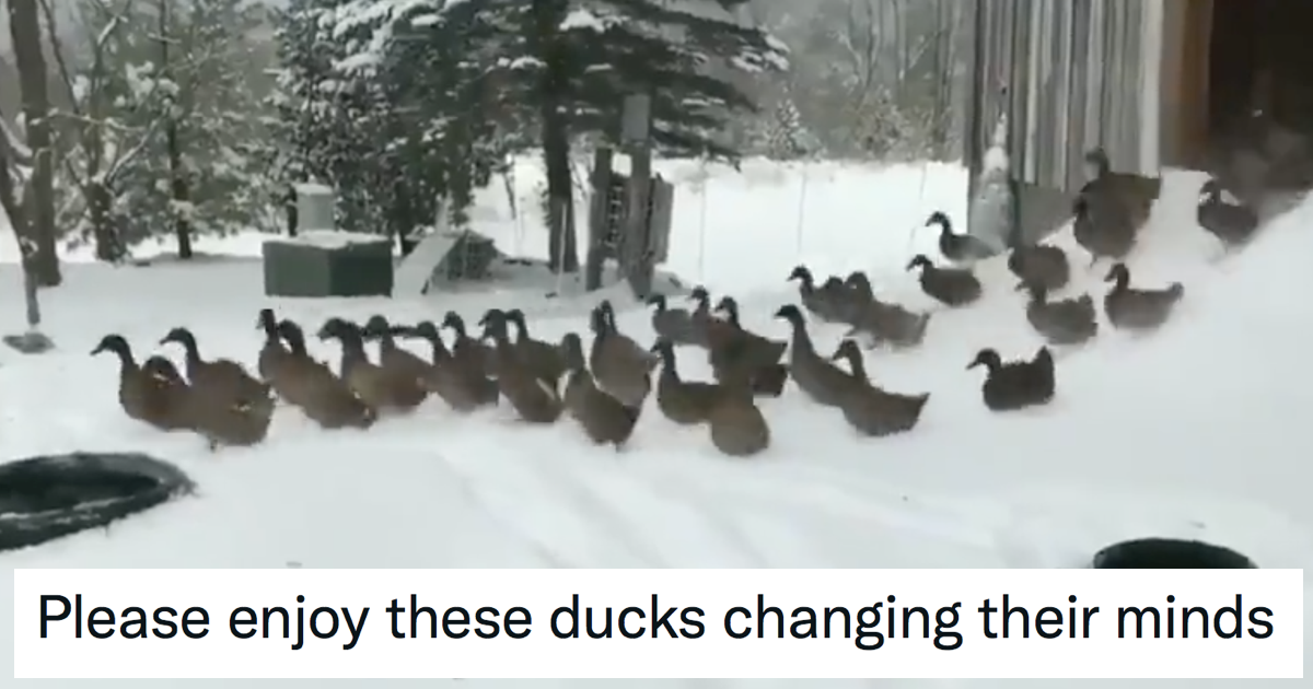 These ducks' rapid reverse ferret is today's most relatable (and ...