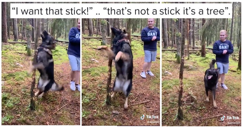 tree - The Poke - The Poke