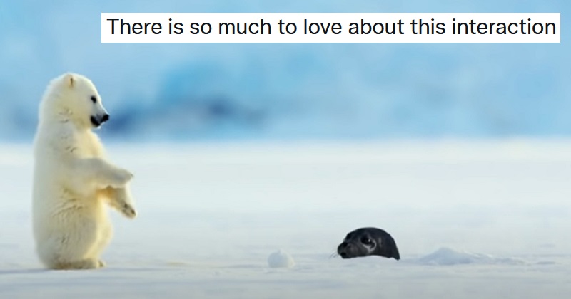 A close encounter between a polar bear cub and a seal is the cutest ...