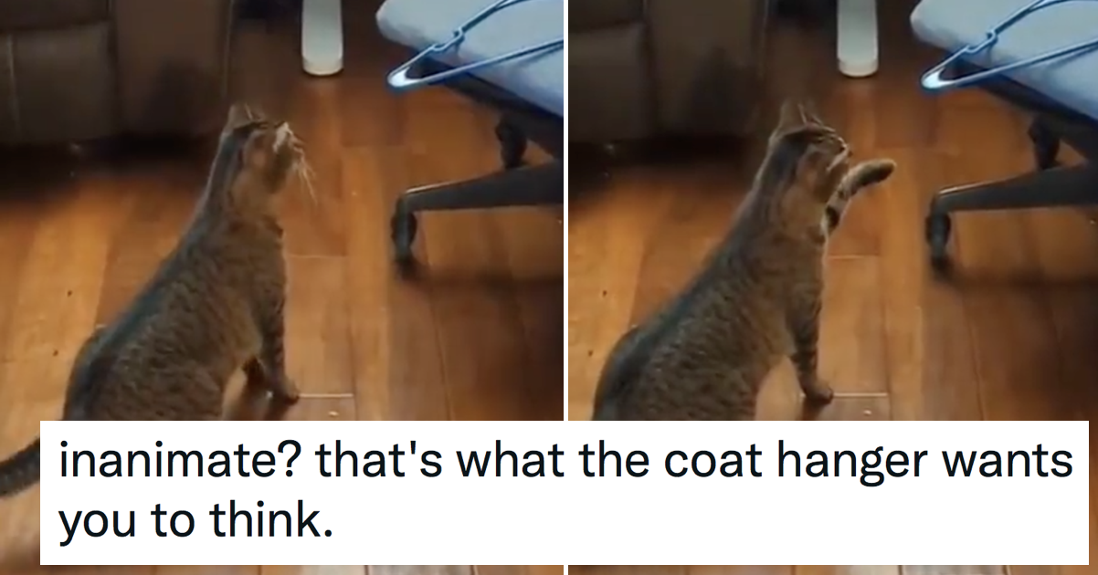 'Cat vs inanimate object' might be the funniest (and most dramatic) 9 ...