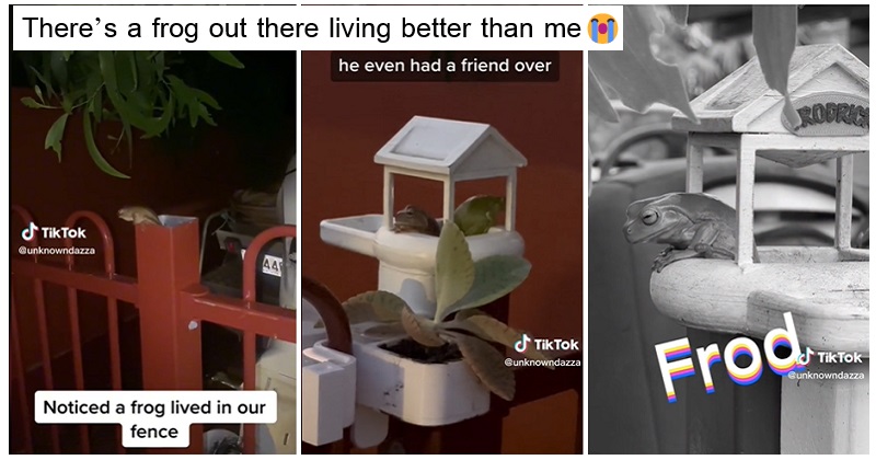 This guy noticed a frog living on his fence and the story gets better ...