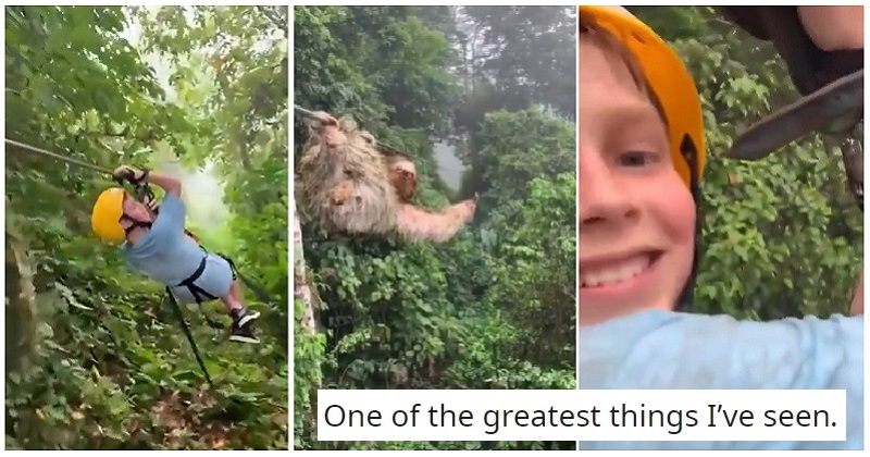 This sloth was the unexpected item in the ziplining area - The Poke