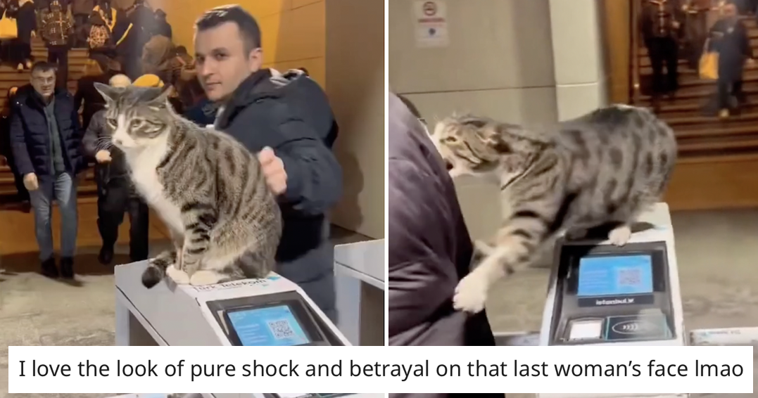 This cat took security into its own paws and it's 14 seconds very well ...