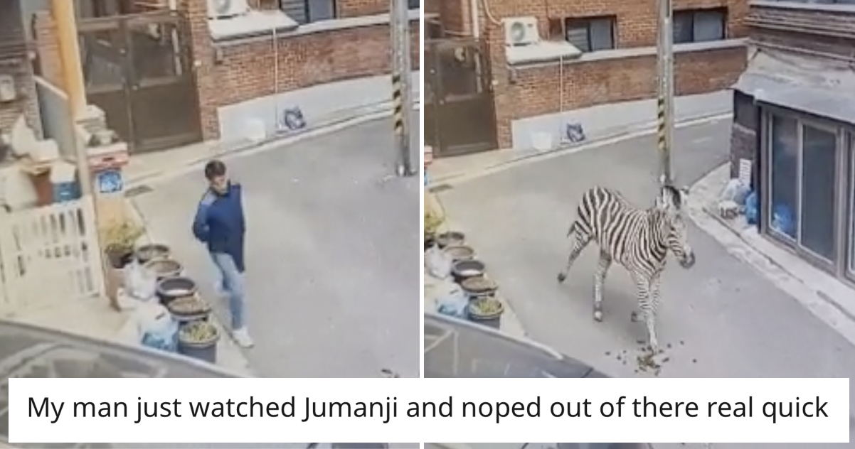 This pedestrian's hilarious response to coming across an escaped zebra ...