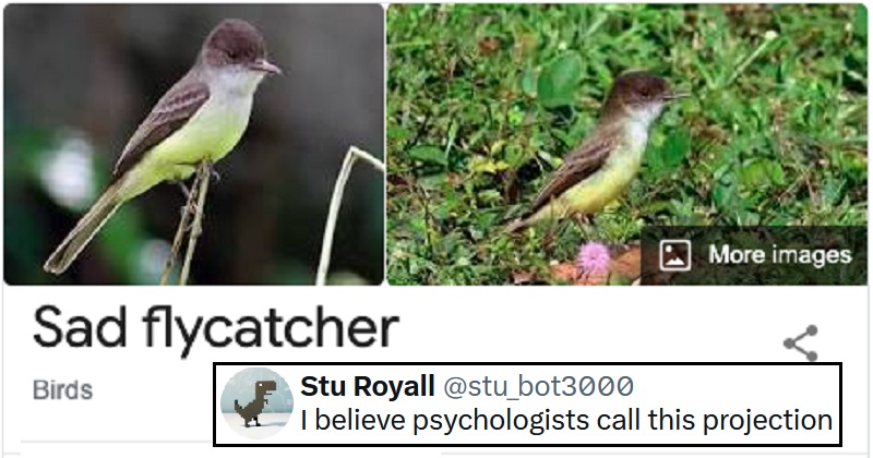 This list of birds 'named by people who clearly hate birds' is an ...
