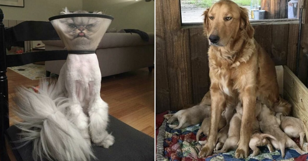 23 times animals (and occasionally people) were hilariously resigned to ...