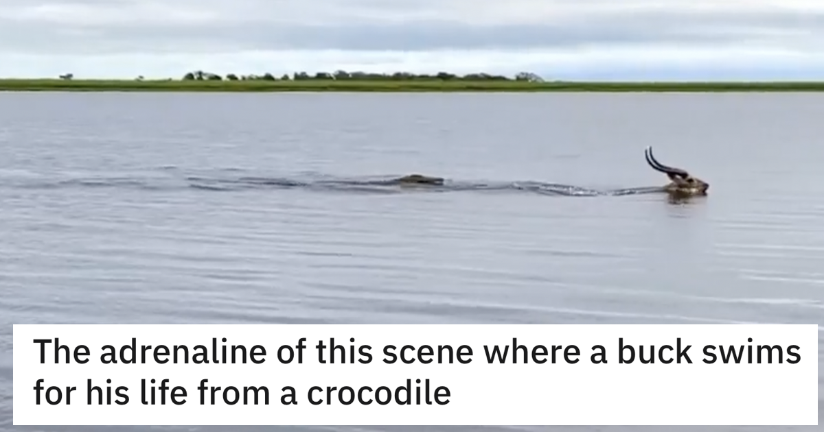 This croc chasing an alligator is today's most edge of your seat 58 ...