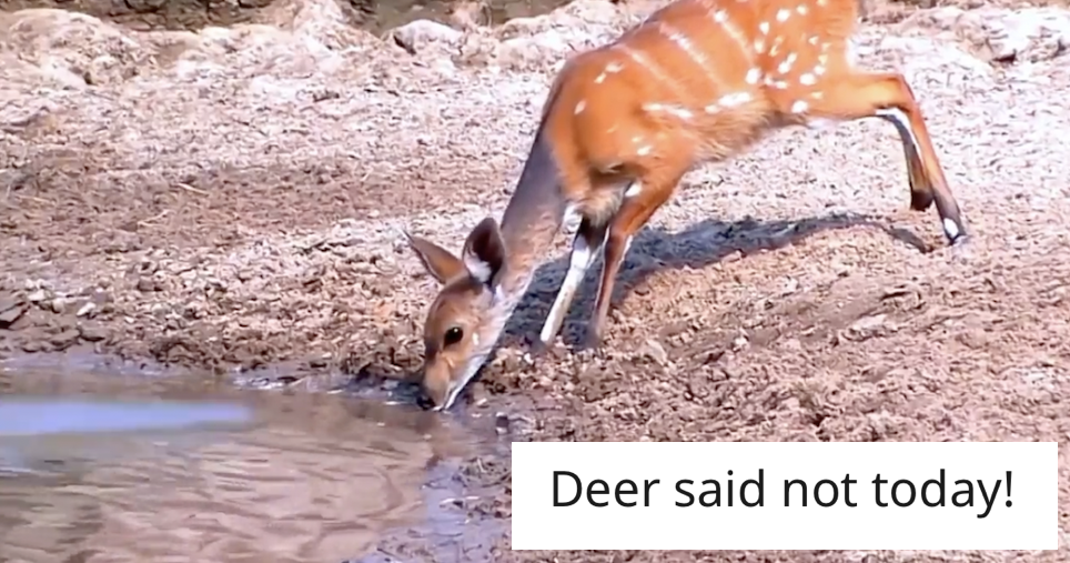 The incredible reflexes of this deer are the very definition of 'next ...